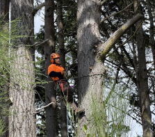 Arborist Wellington Tree Services