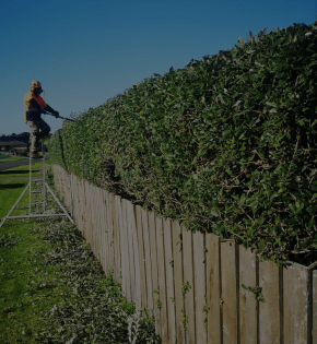 Top Tree Services in Wellington, Masterton | RJ Tree