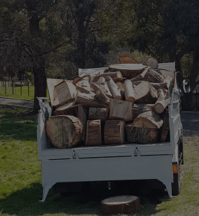 Top Tree Services in Wellington, Masterton | RJ Tree